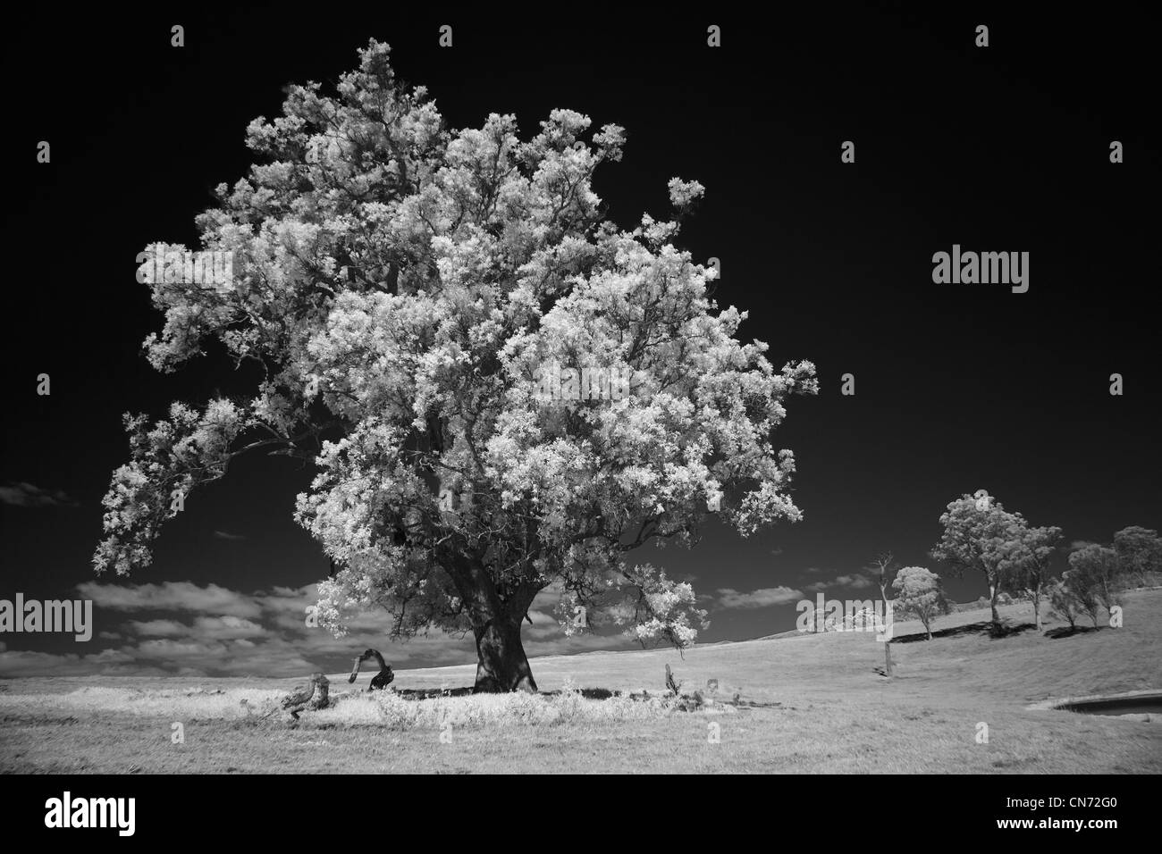 Glorious white Black and White Stock Photos & Images - Alamy