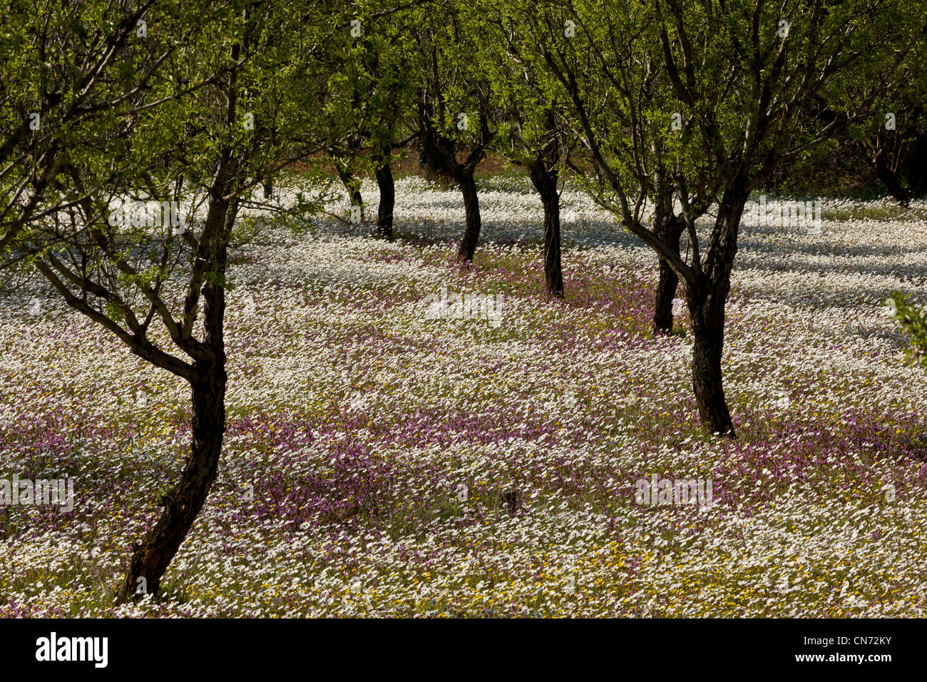 Almond orchard wildflower spring hi-res stock photography and images ...