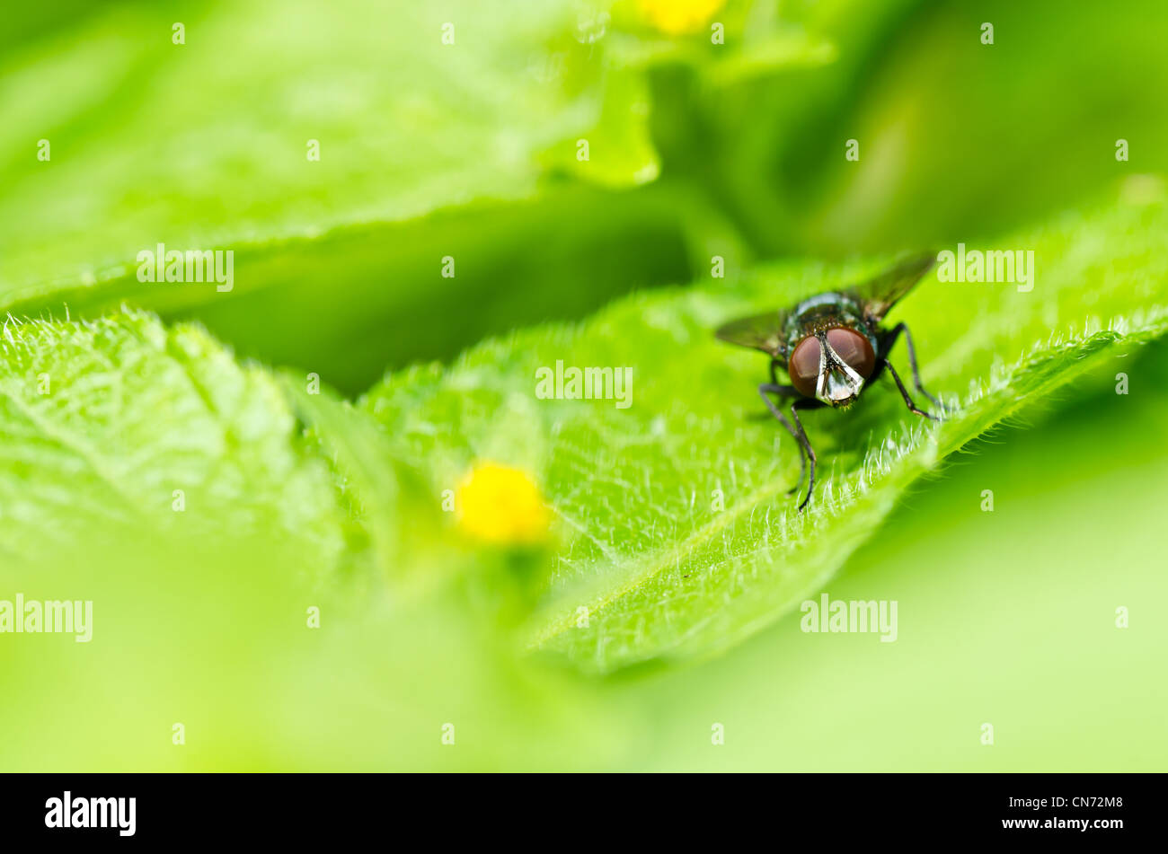 fly in green nature or in the city Stock Photo - Alamy