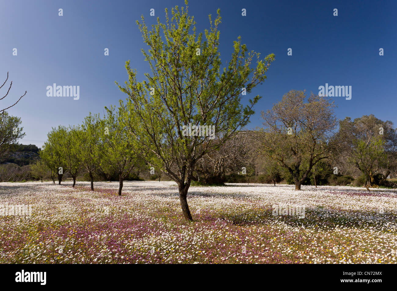 Almond orchard hi-res stock photography and images - Alamy