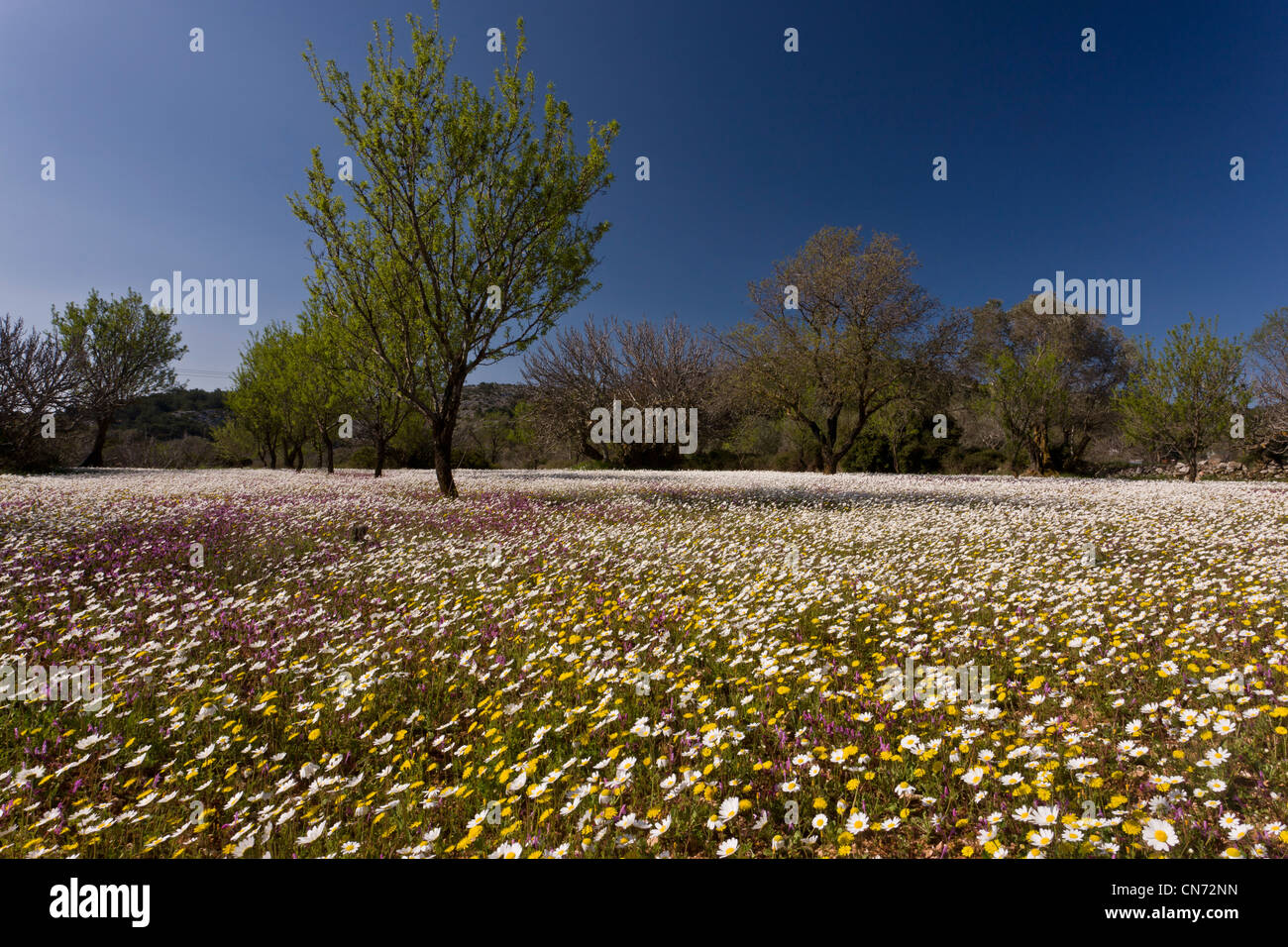 Almond Orchard High Resolution Stock Photography and Images - Alamy