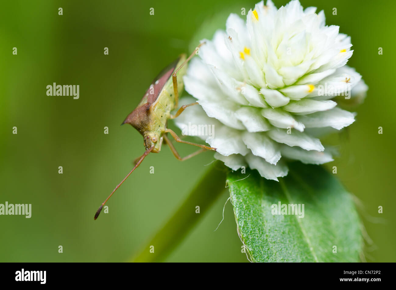 hemiptera in green nature or in the garden Stock Photo - Alamy