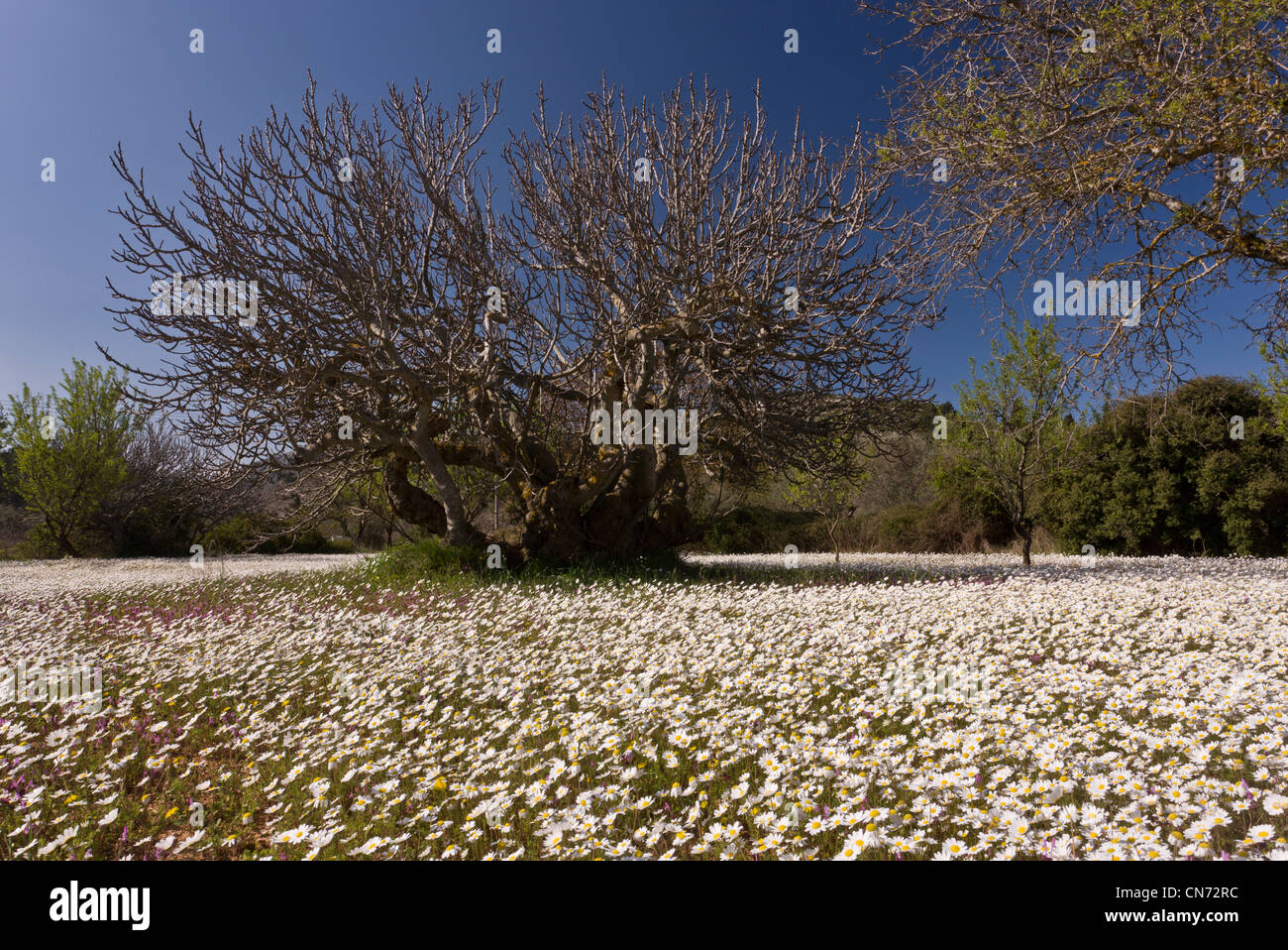 Beautiful flowery fig-tree orchard in spring, with mayweed and Henbit ...