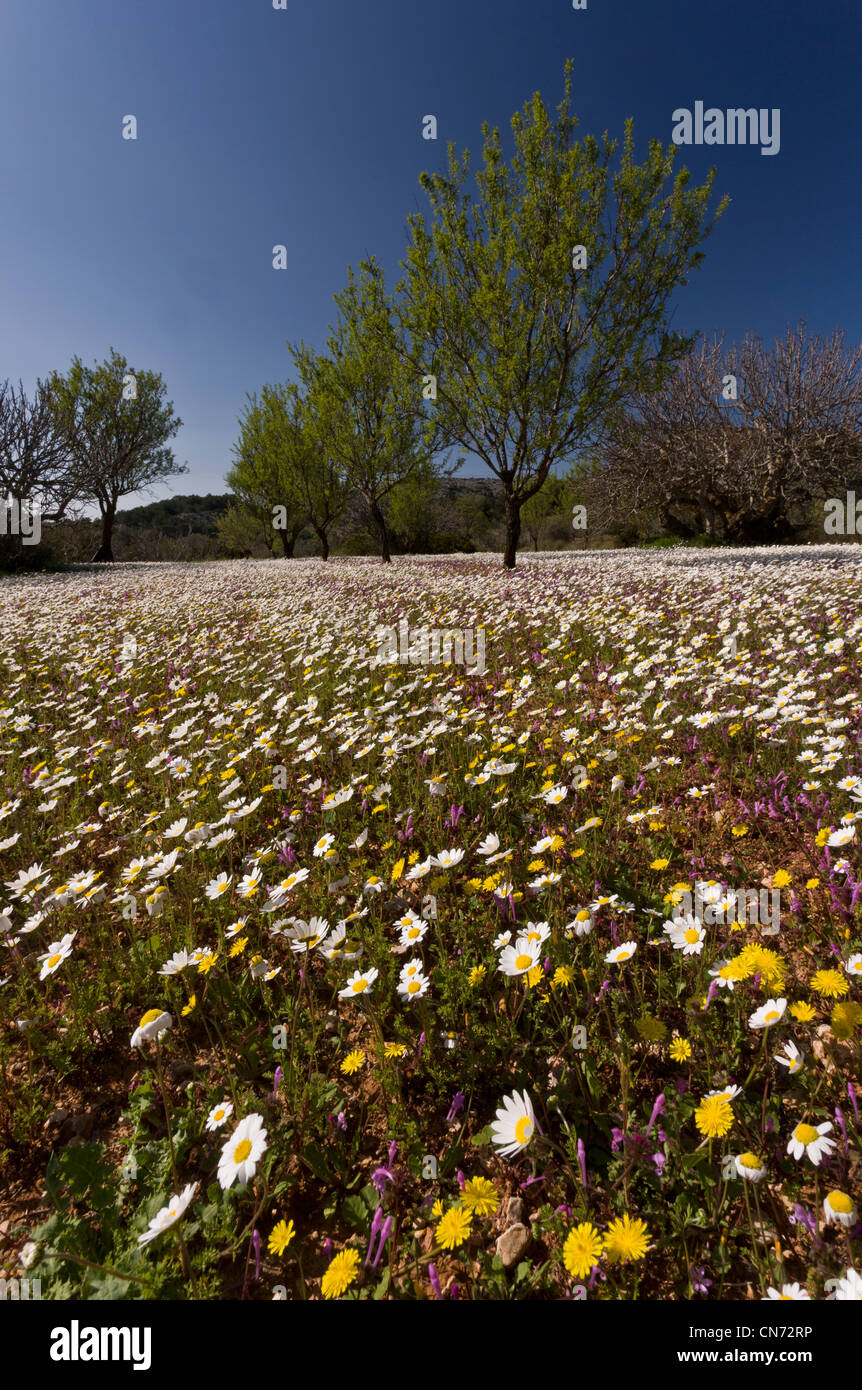 Beautiful flowery almond orchard in spring, with mayweed and Henbit ...