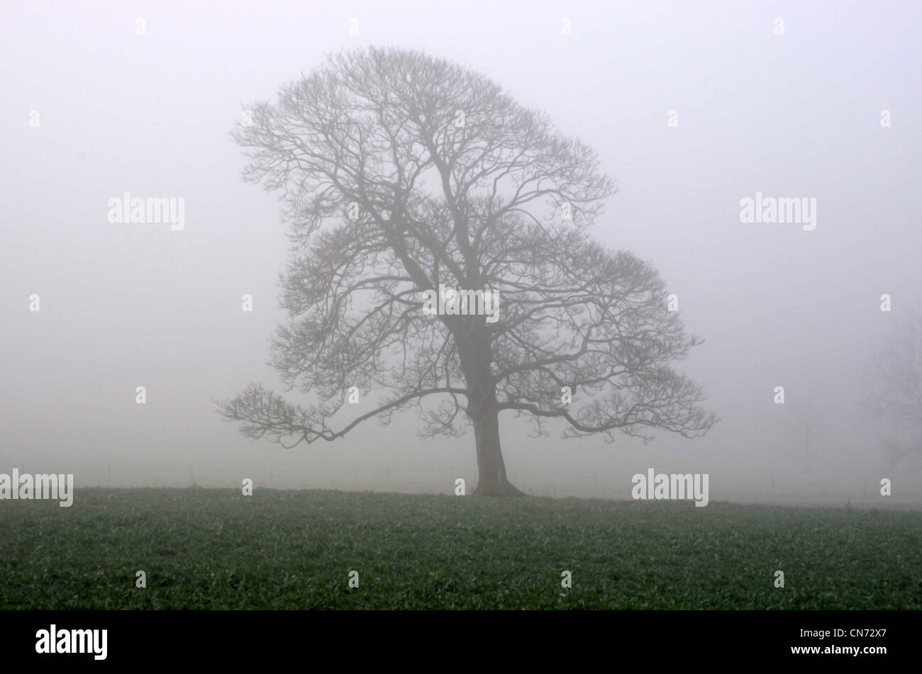 A Tree on a Foggy, Windy Day Stock Photo - Alamy