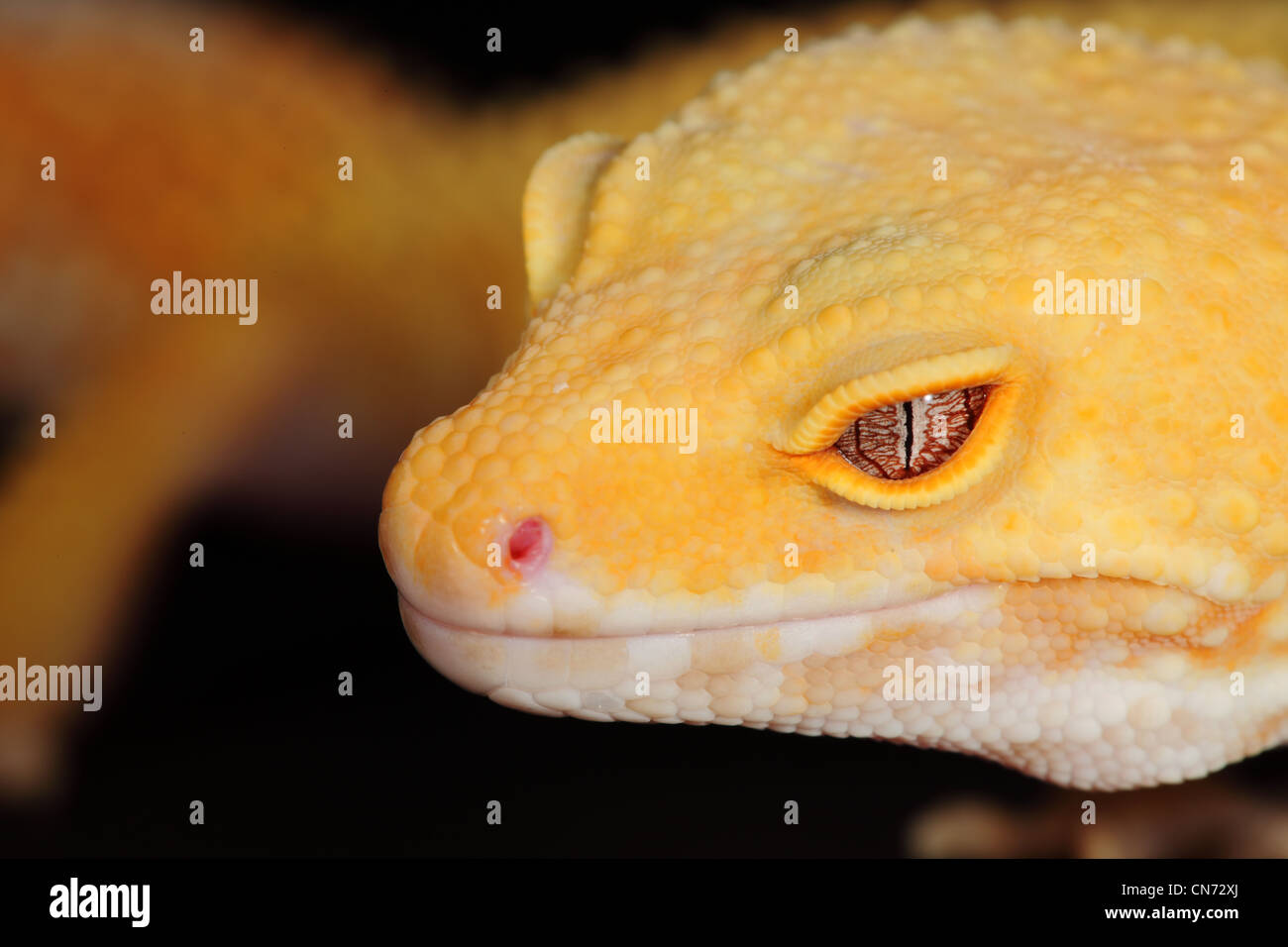 a portrait of a beautiful leopard gecko Stock Photo - Alamy