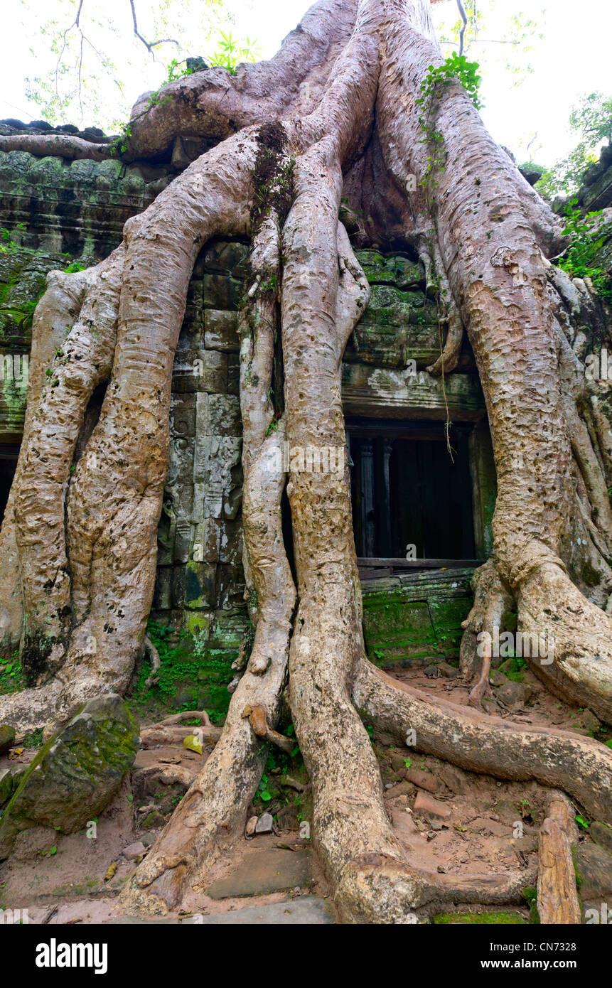 Monster huge roots hi-res stock photography and images - Alamy