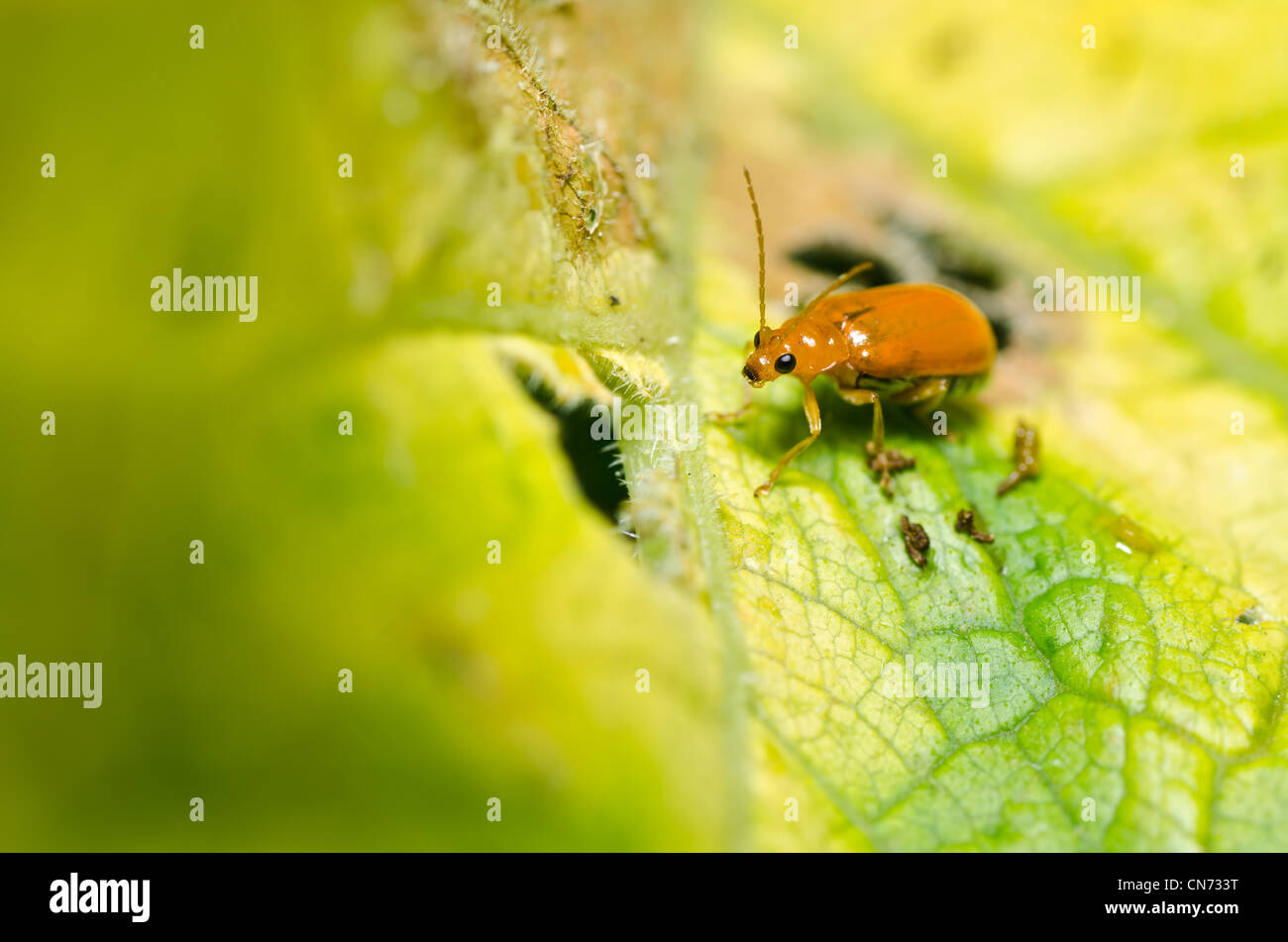 Shiny Beetle High Resolution Stock Photography and Images - Alamy