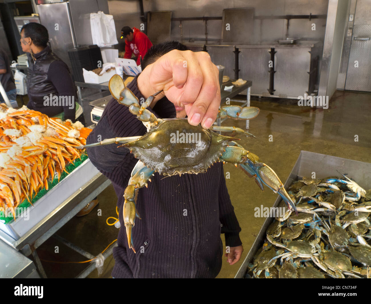 Holding live soft shell crab Stock Photo - Alamy