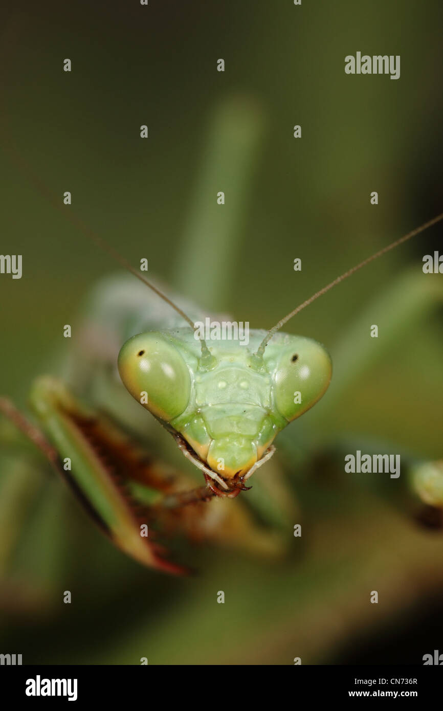 portrait of a beautiful mantis Stock Photo - Alamy