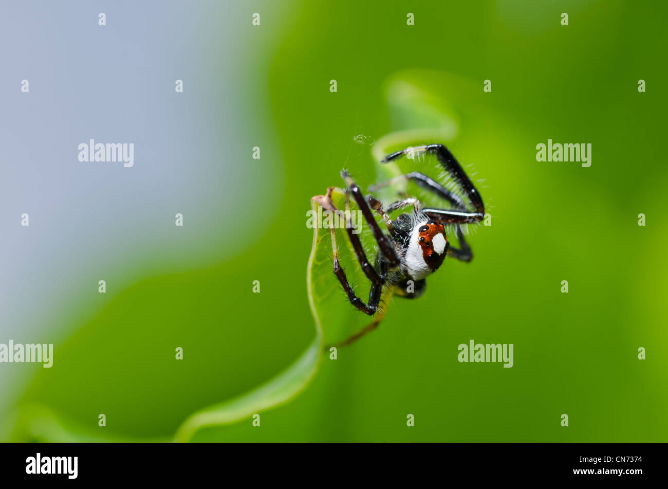 jumping spider in green nature or in the garden Stock Photo - Alamy
