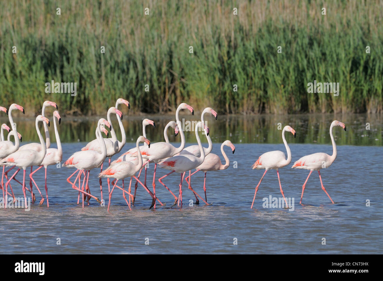 Greater flamingo phoenicopterus ruber flock hi-res stock photography ...
