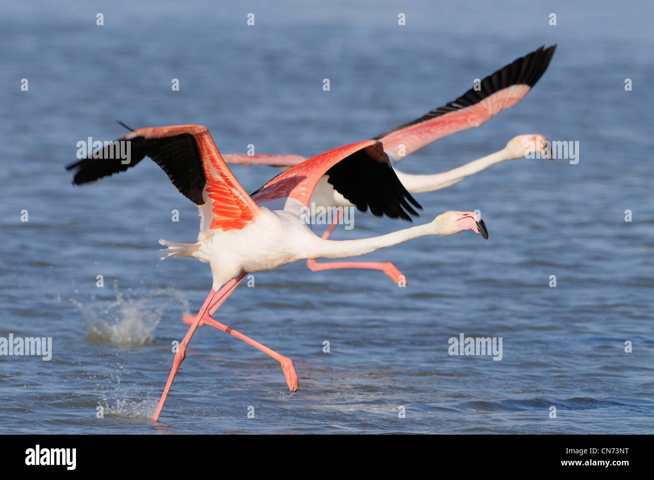 Greater Flamingo Phoenicopterus ruber Taking off in flight Photographed ...