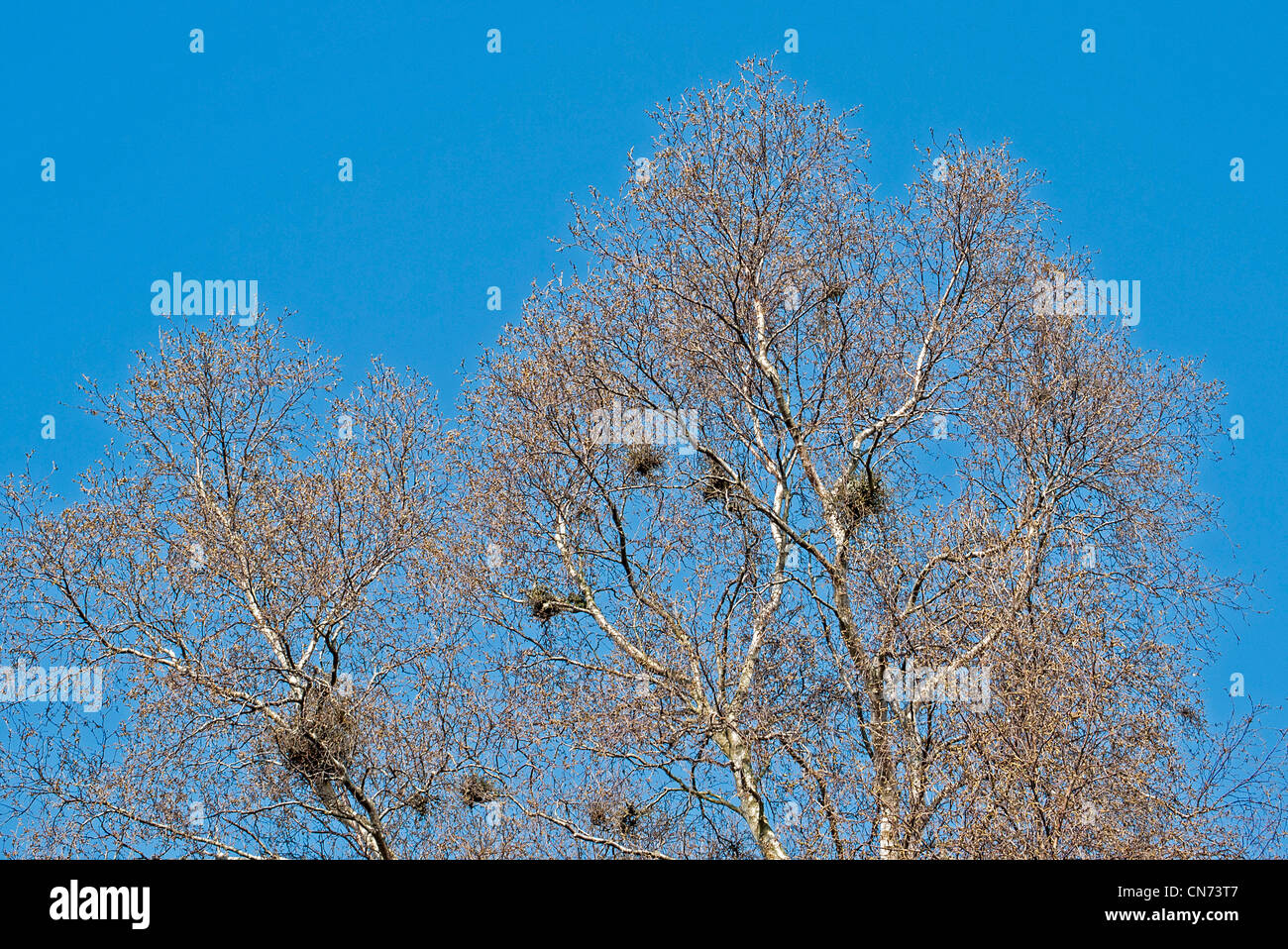 Witch's Broom in Downy Birch Trees, Dorset, England, UK Stock Photo - Alamy