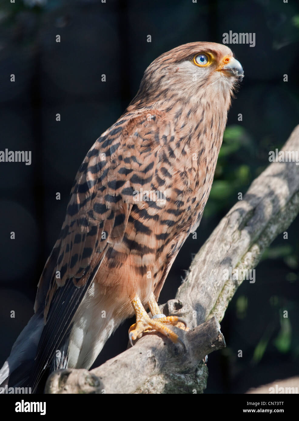 White Eyed Kestrel (falco rupicoloides), UK Stock Photo - Alamy