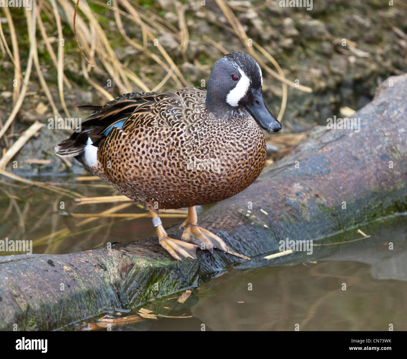 Blue wing teal drake hi-res stock photography and images - Alamy