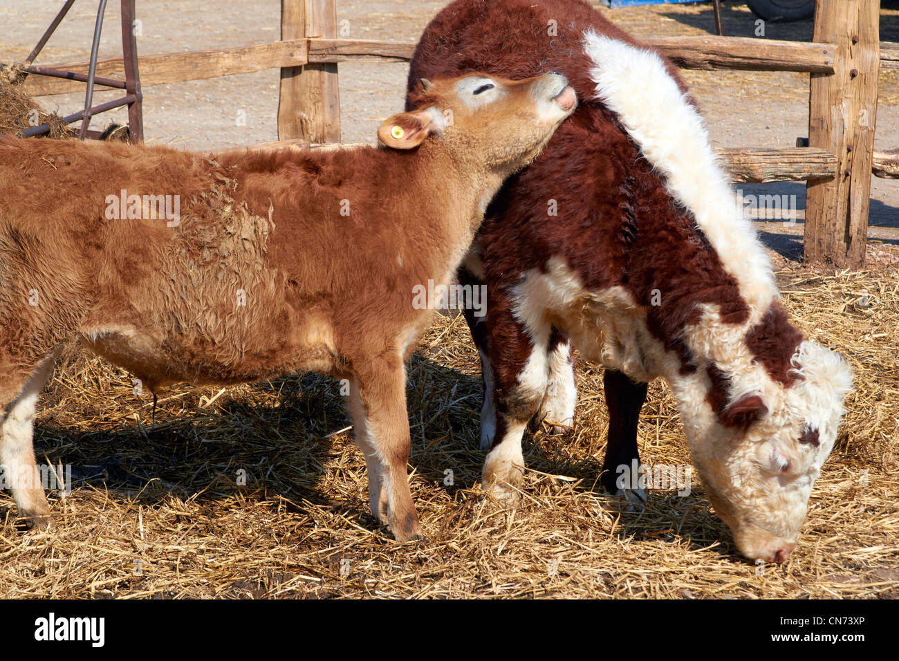 Shorthorn cow and calf at Manor Farm Country Park, Hampshire Stock ...