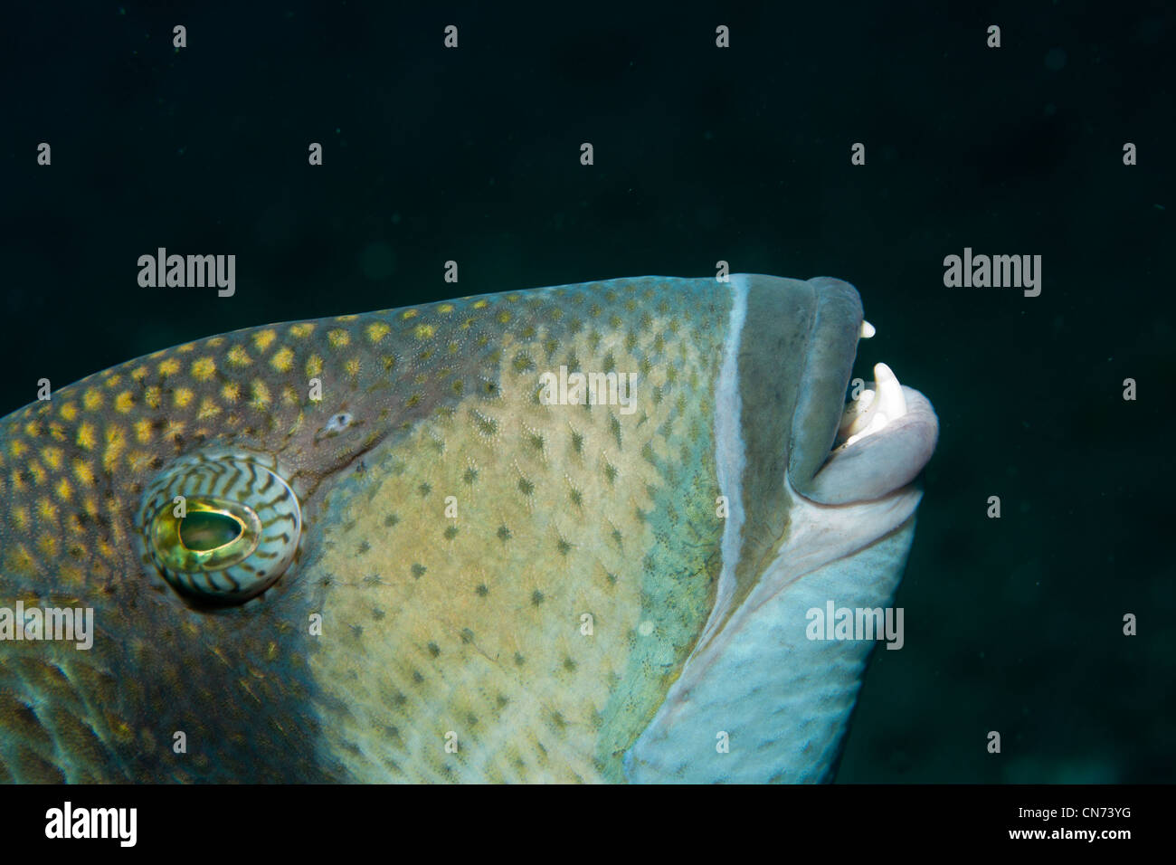 Triggerfish teeth hi-res stock photography and images - Alamy