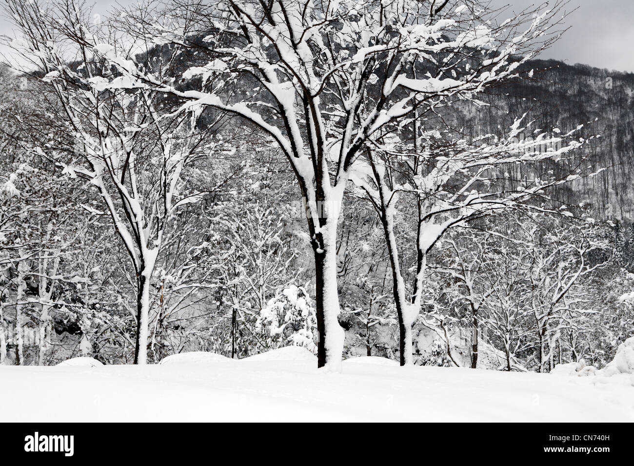Trees covered in snow Stock Photo - Alamy