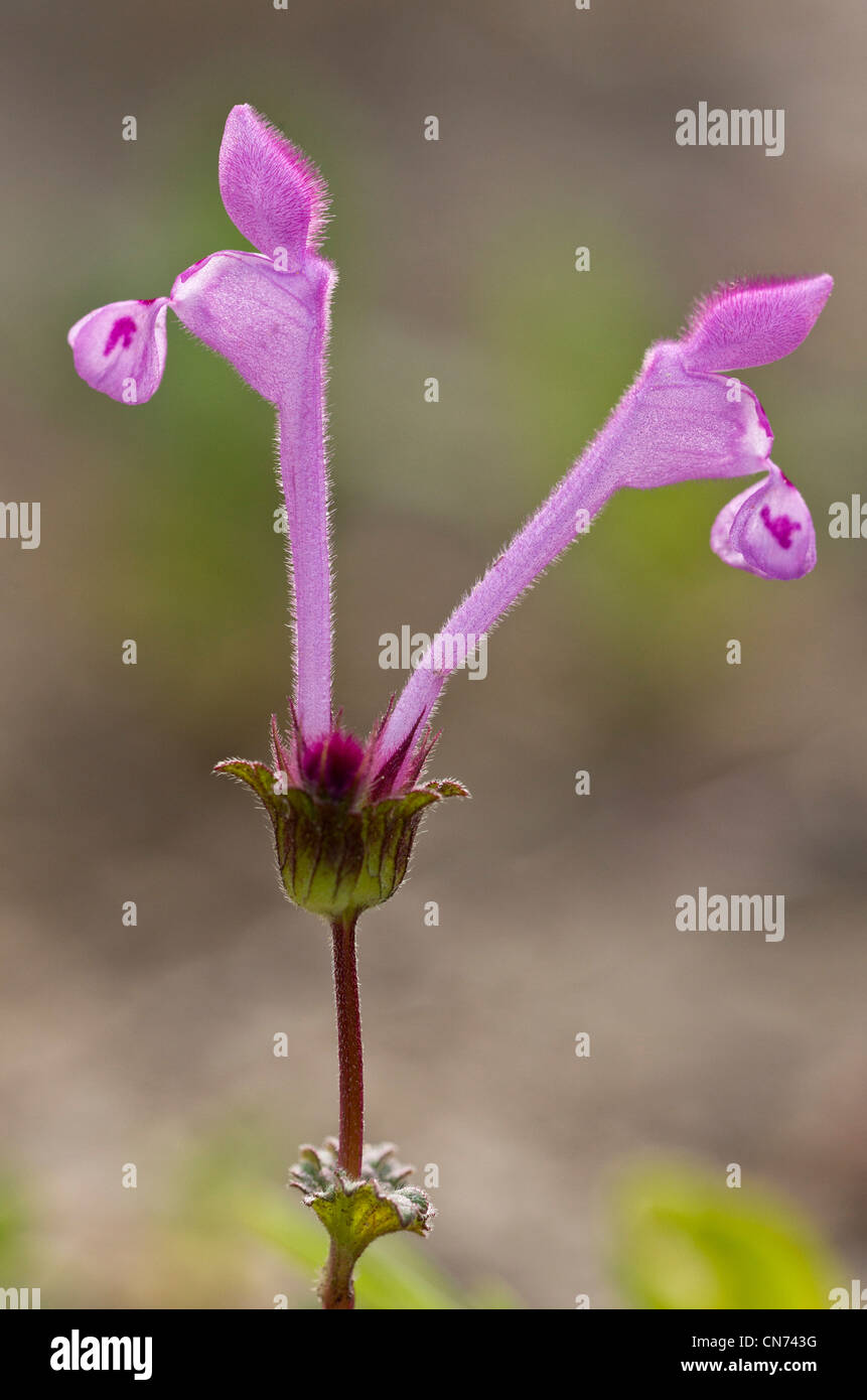 Henbit dead nettle hi-res stock photography and images - Alamy