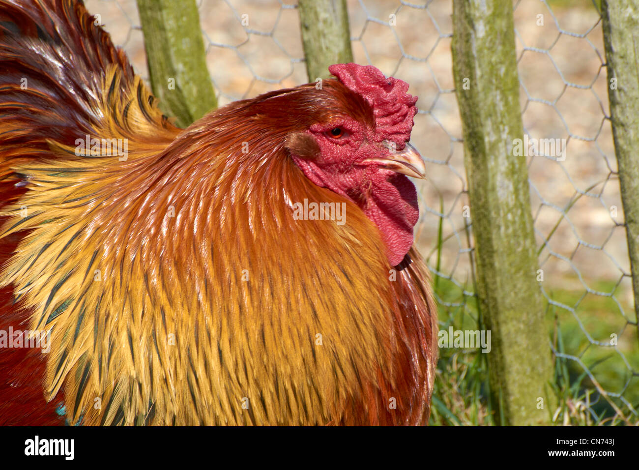 Buff Brahma Rooster - a large but gentle chicken breed suitable for ...