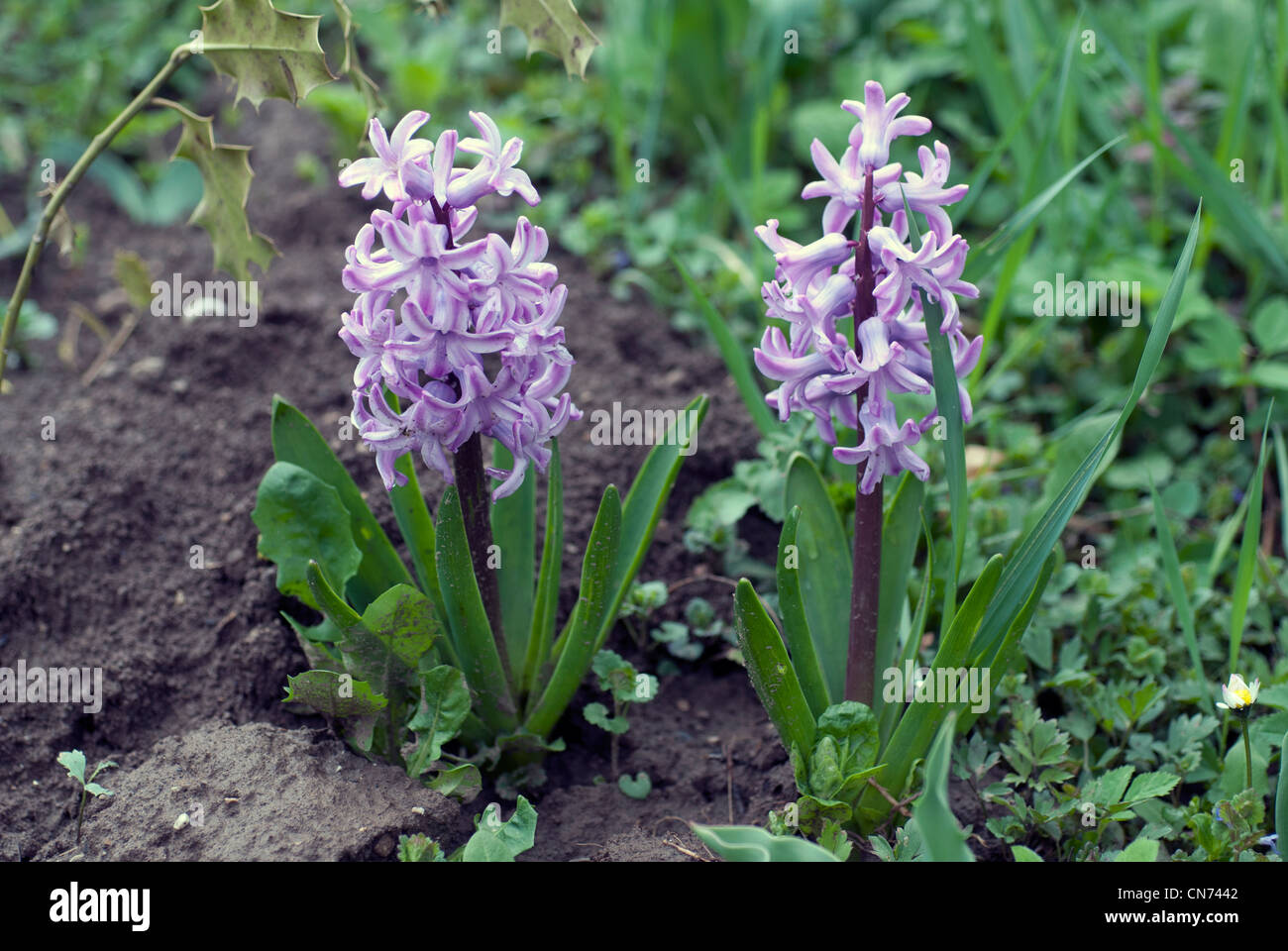 Hyacinthus plant - detail garden in the spring Stock Photo - Alamy