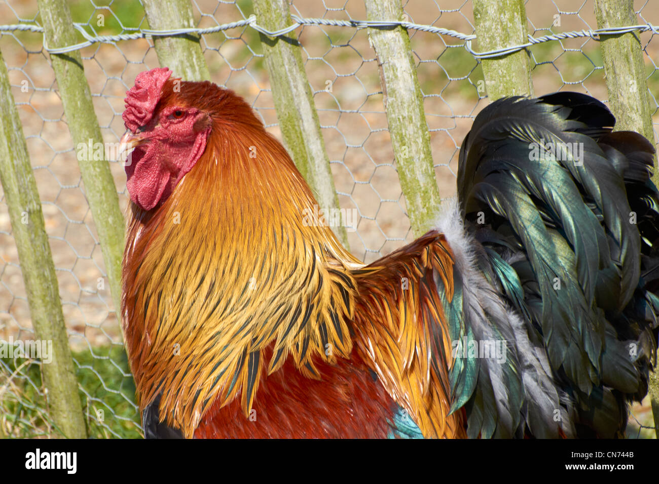 Buff Brahma Rooster - a large but gentle chicken breed suitable for ...