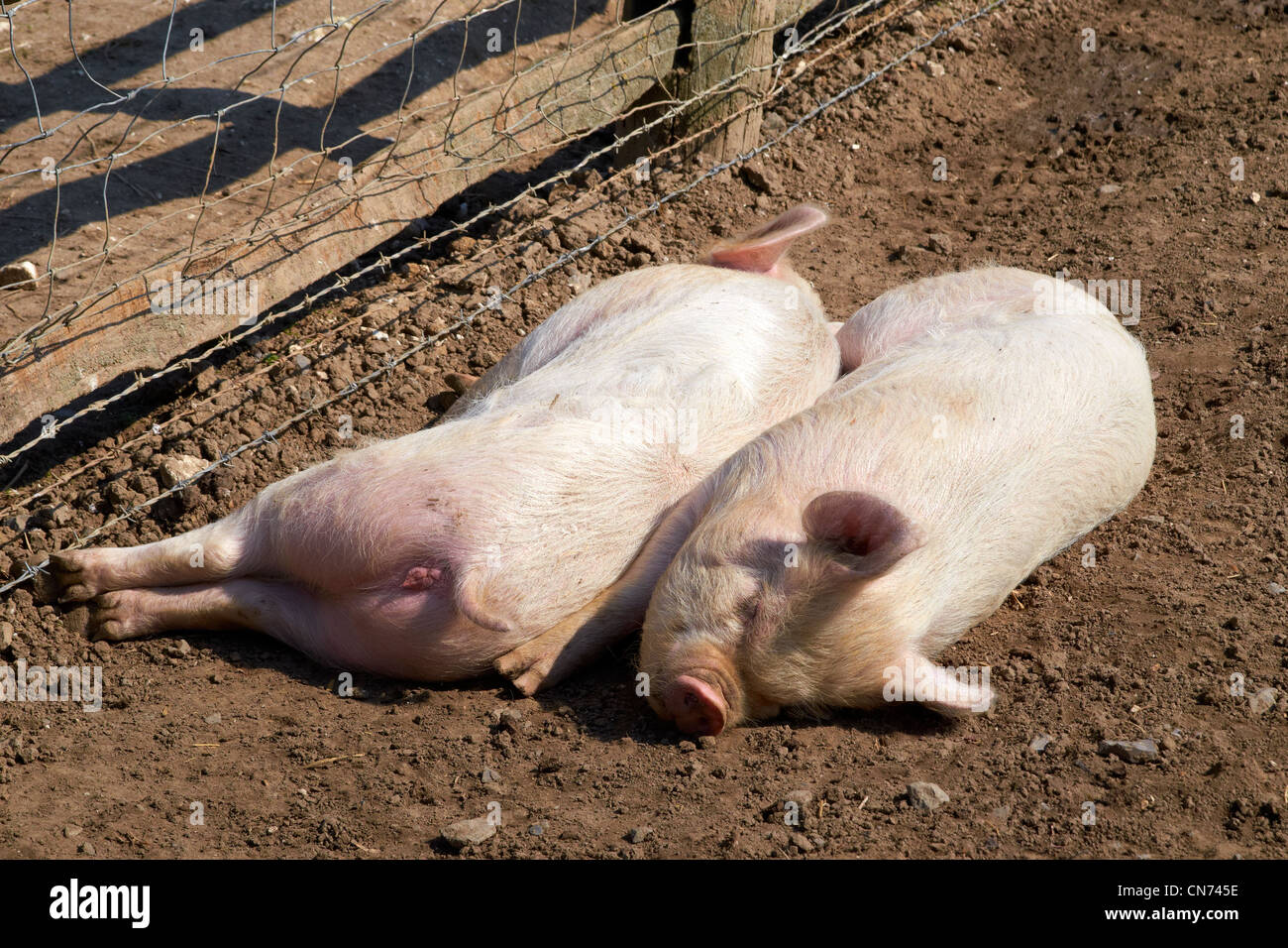 Sleeping pigs in a field affected by drought Stock Photo - Alamy