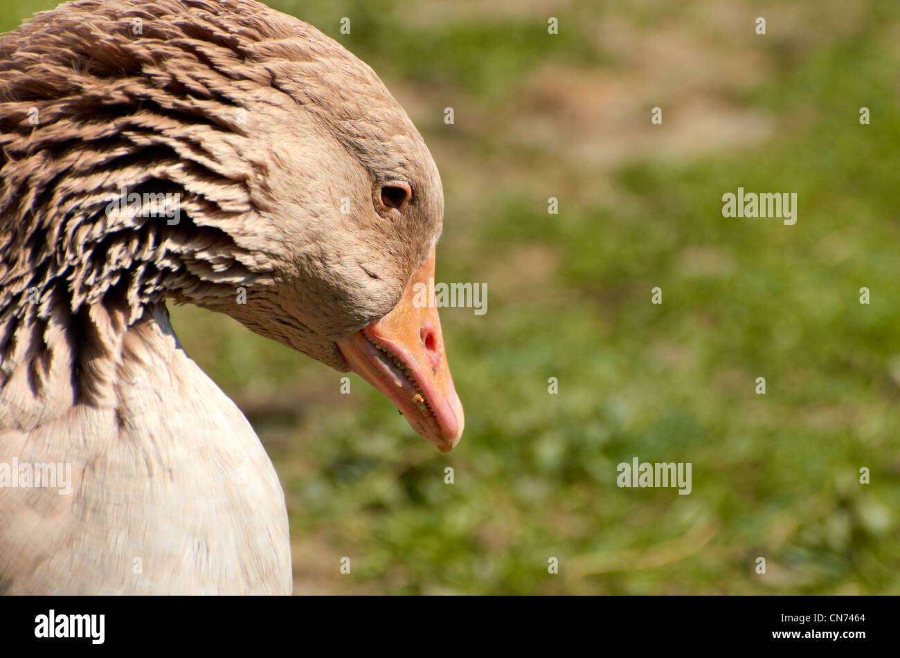 Head and shoulders of a domestic utility buff goose. A common meat ...