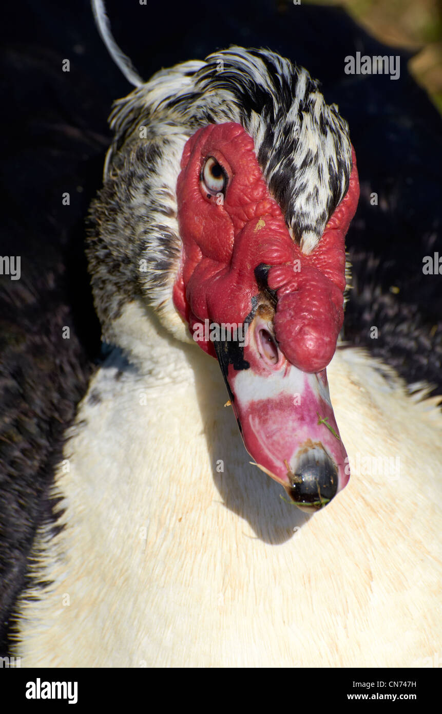 Domestic drake muscovy duck hi-res stock photography and images - Alamy
