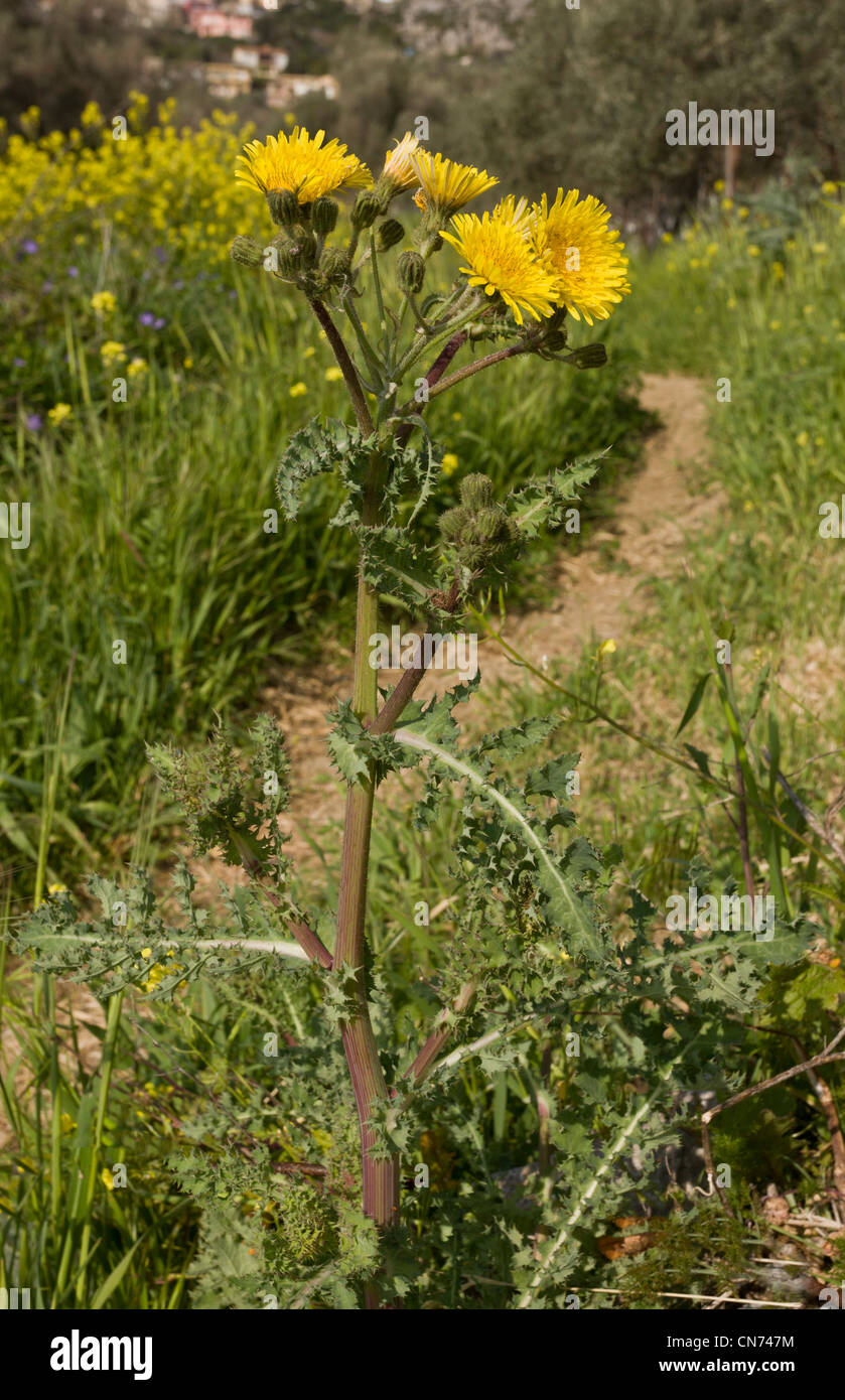 Sowthistle, Sonchus asper in old field, Chios Stock Photo - Alamy