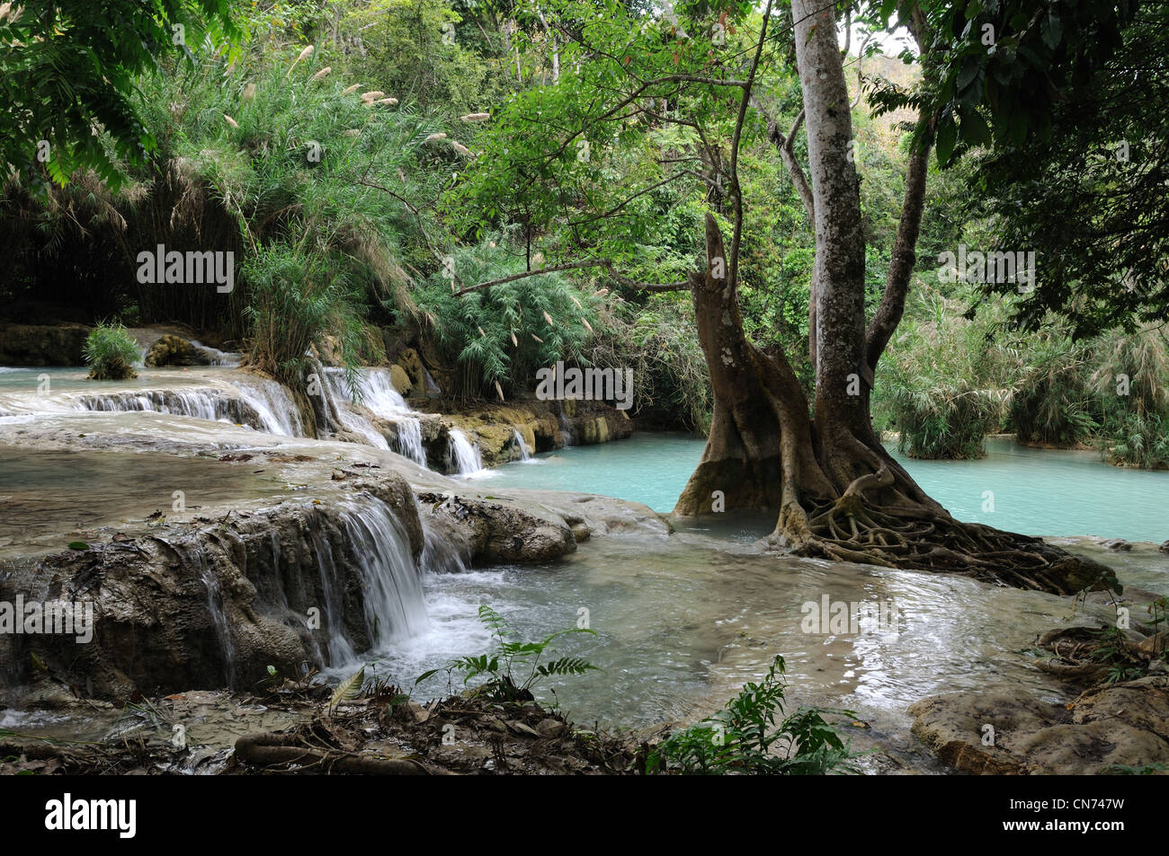 Ancient tree and roots Kuang Si lower falls Luang Prabang Laos Stock ...
