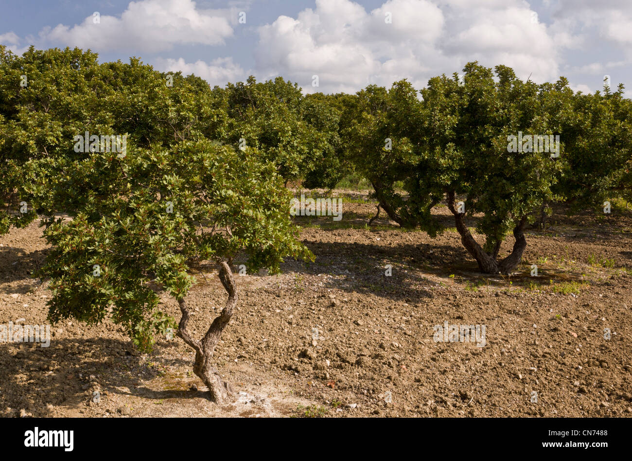 Mastic Pistacia Lentiscus High Resolution Stock Photography and Images ...
