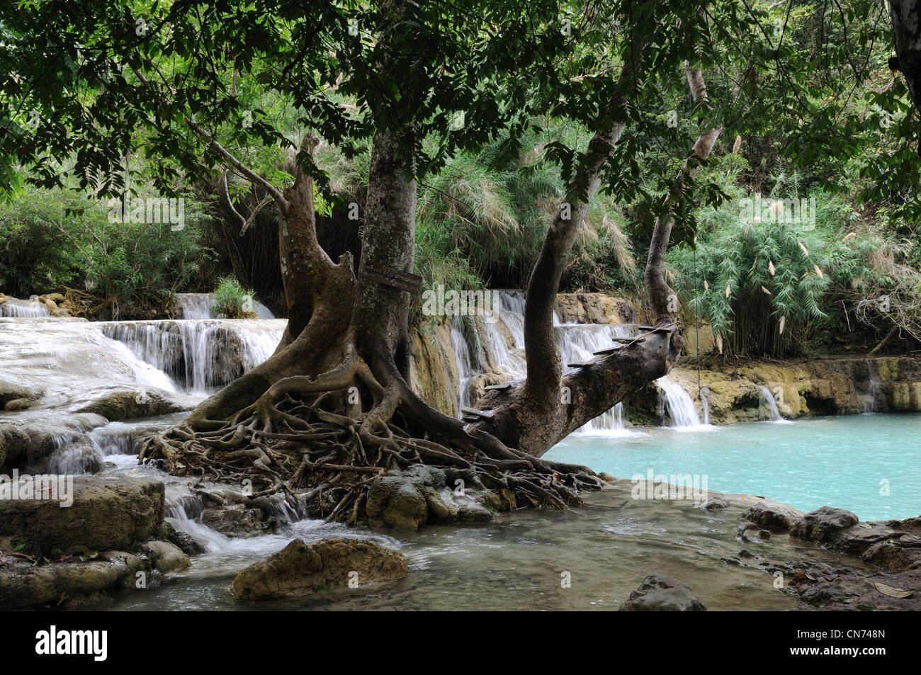 Ancient tree and roots Kuang Si lower falls Luang Prabang Laos Stock ...