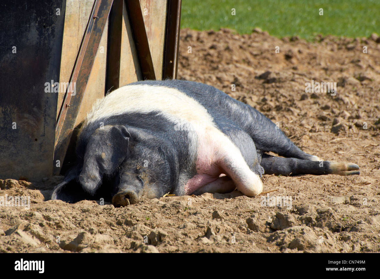 Sleeping pigs in a field affected by drought Stock Photo - Alamy