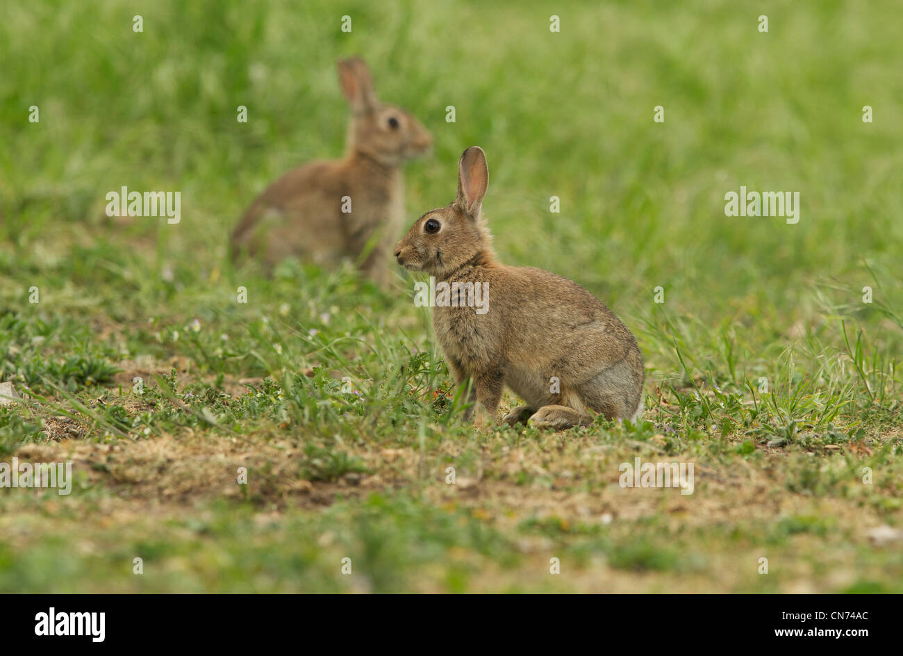 pair of rabbits Stock Photo - Alamy