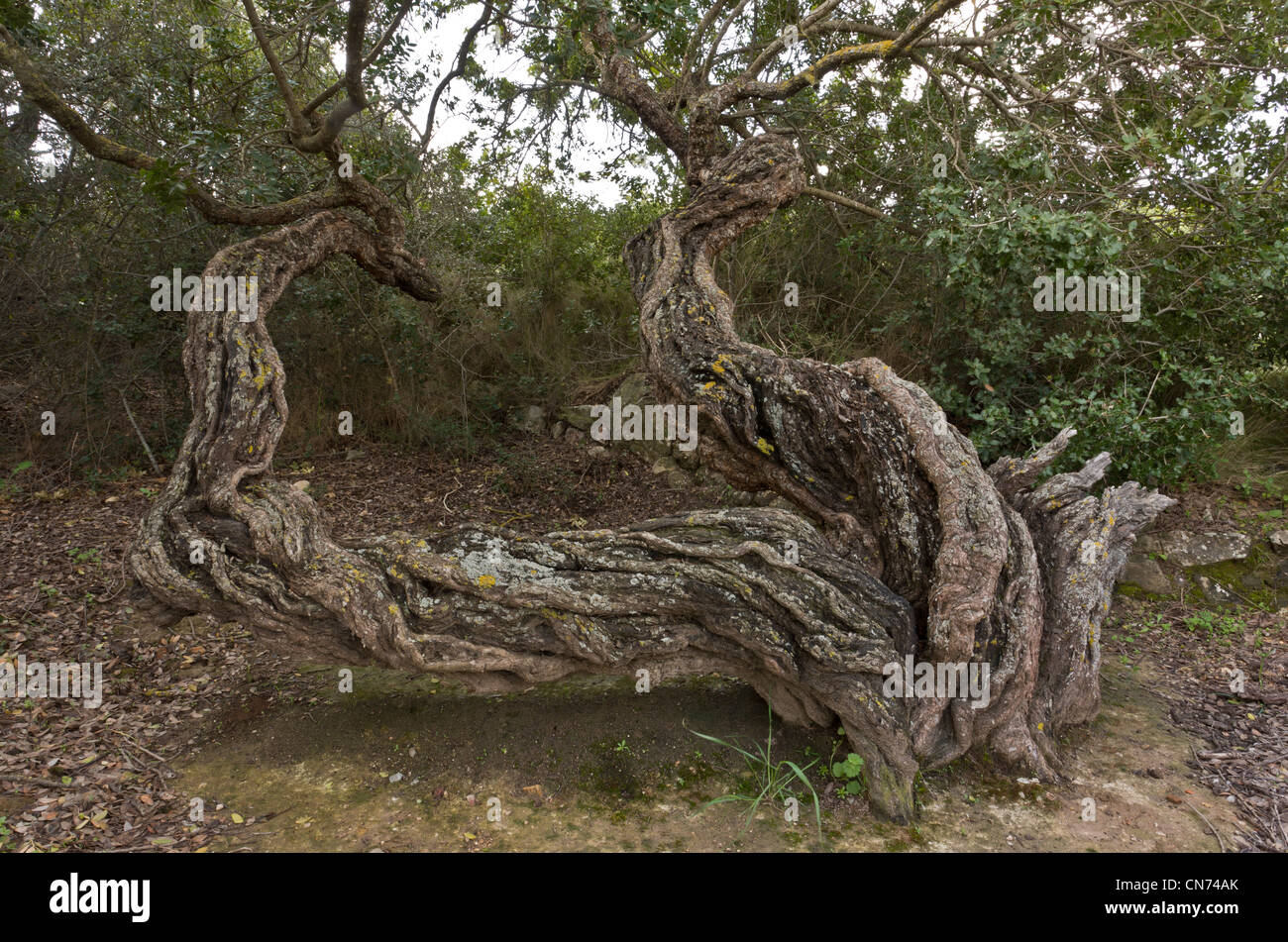 Mastic tree pistacia lentiscus hi-res stock photography and images - Alamy