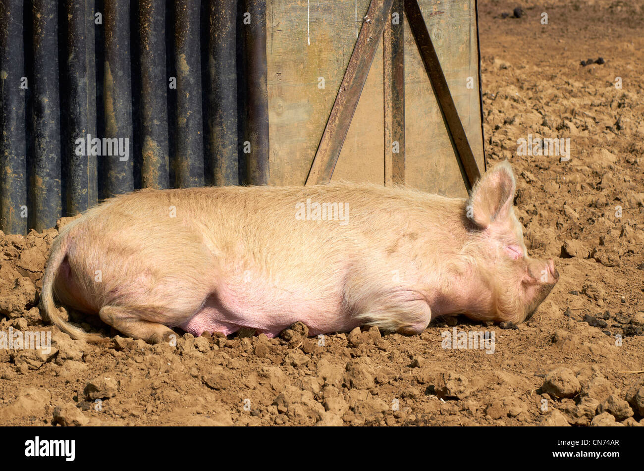 Middle white pig laying down asleep in a field Stock Photo - Alamy