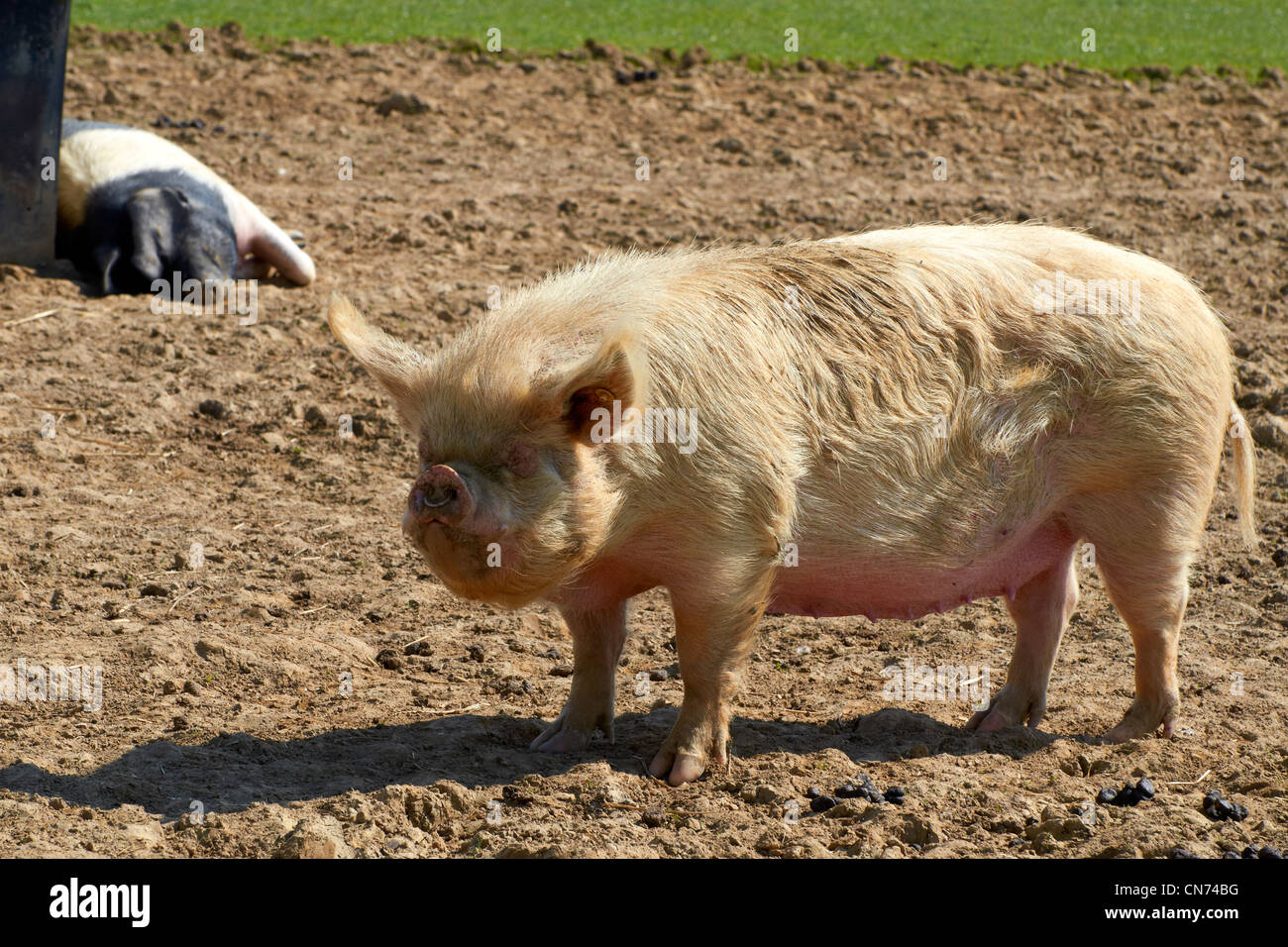 Middle white pig standing in a small paddock with a saddle back sow in ...