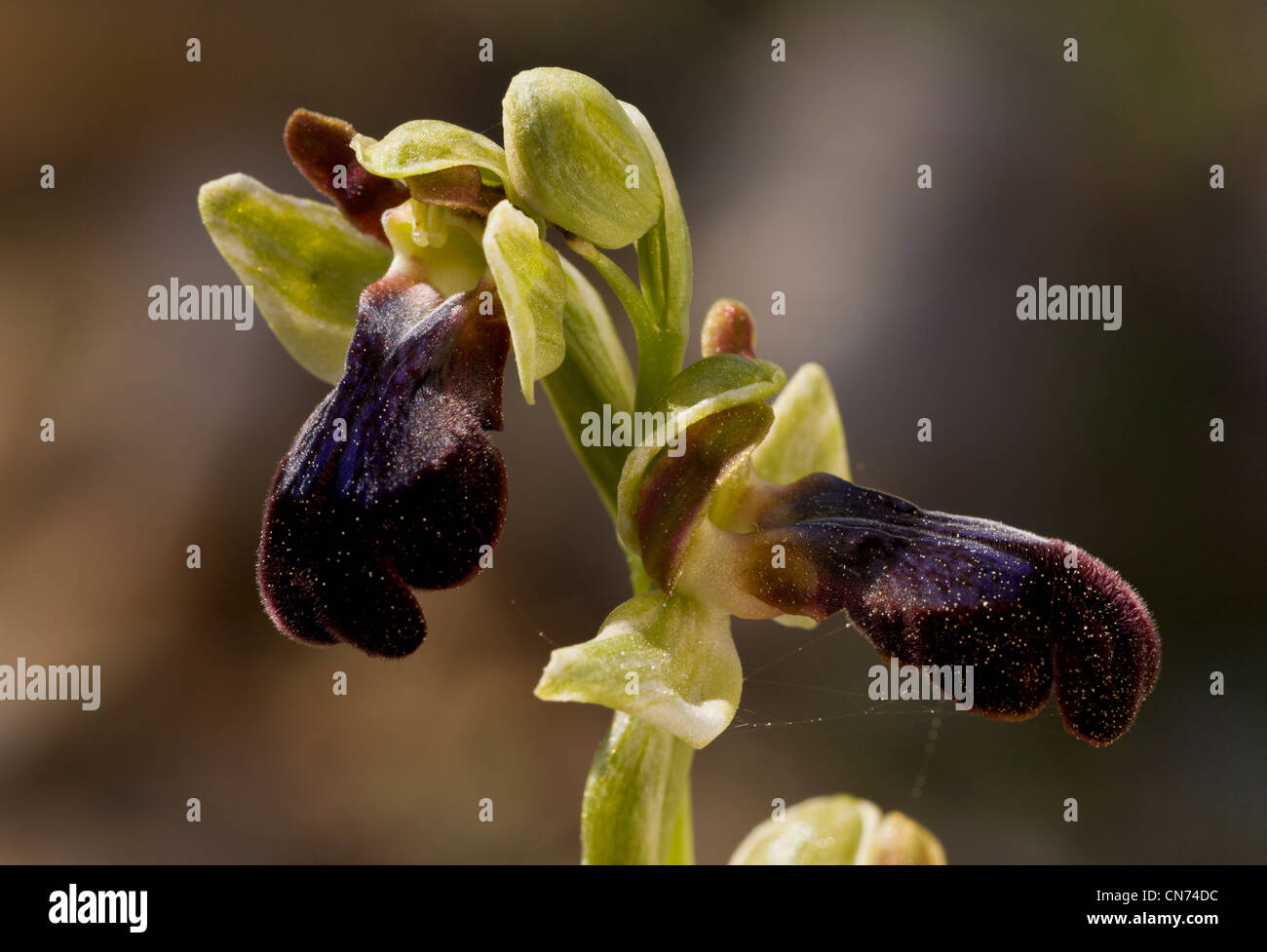 Wildflowers and rainbow hi-res stock photography and images - Alamy