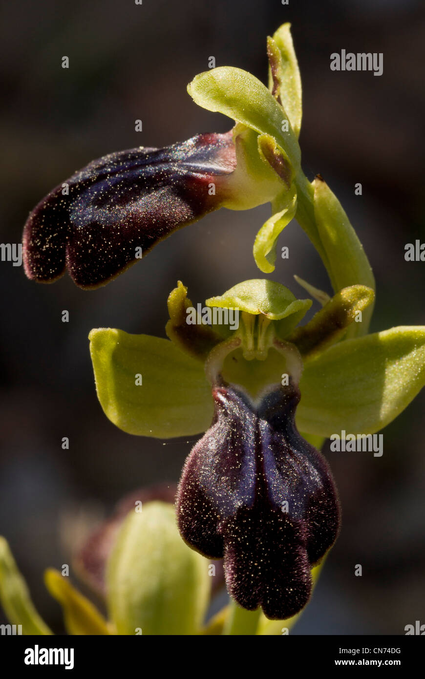 Rainbow Orchid, Ophrys iricolor in flower; Chios, Greece Stock Photo ...