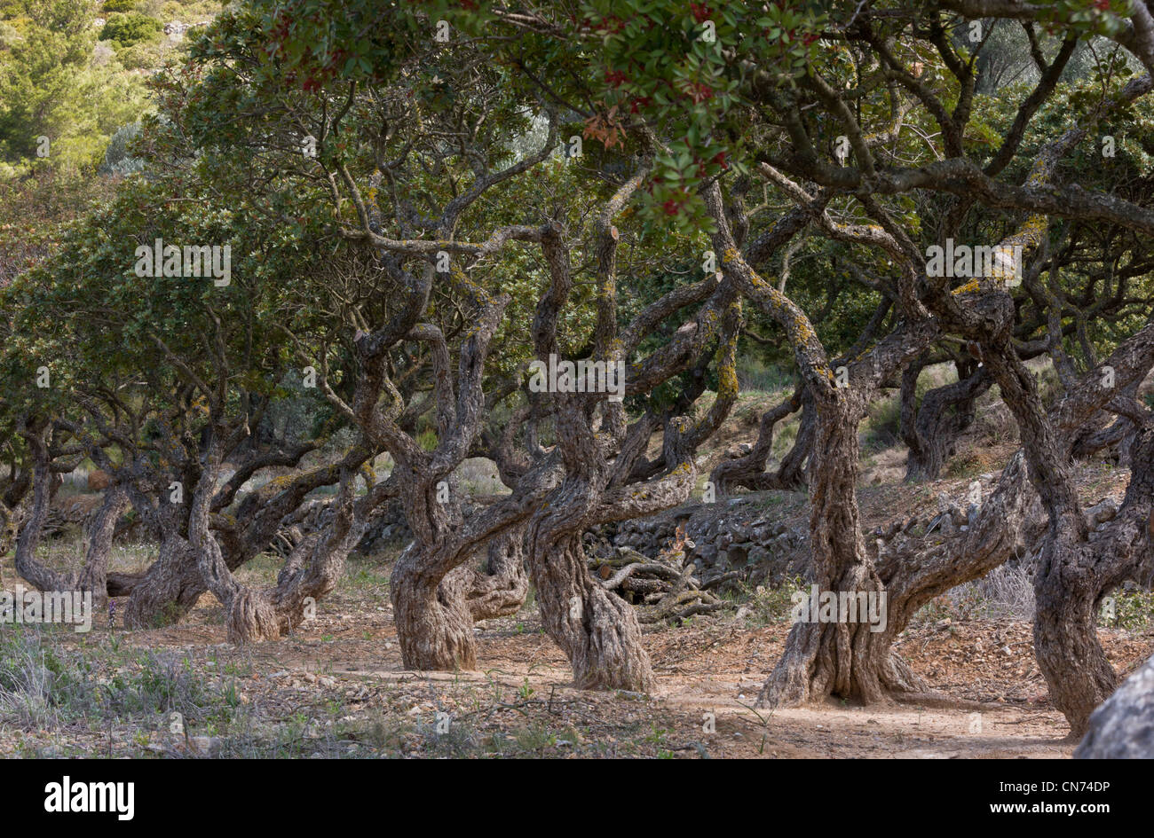 Mastic trees, Pistacia lentiscus var chia in cultivation on the greek ...