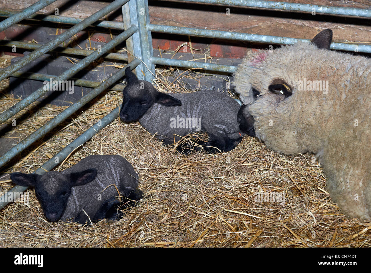Two day old Dorset lambs penned inside a barn on a farm in Hampshire ...