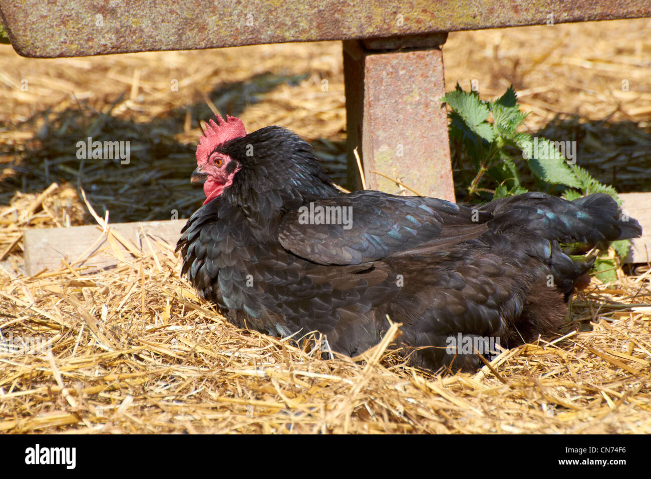 Black Pullet Chickens
