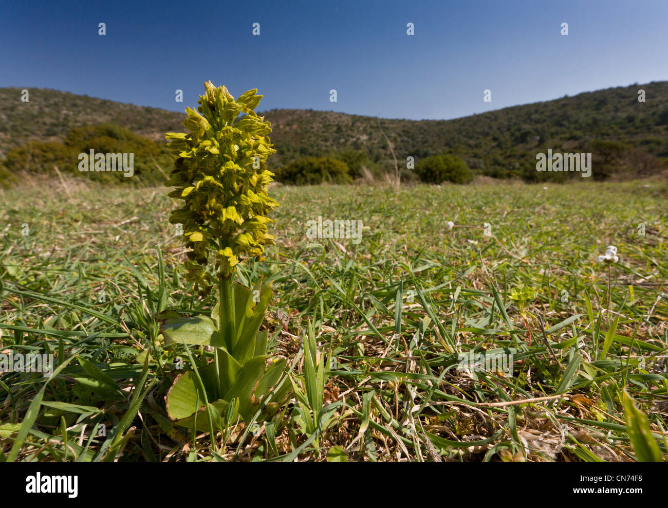 Orchis punctulata in probably its only greek site; coastal grassland ...