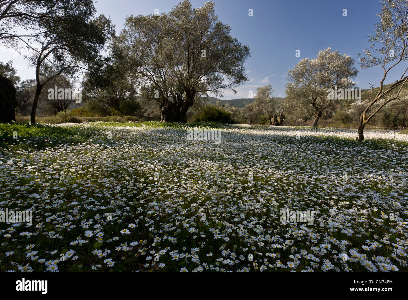 Old Olive grove, full of Mediterranean Mayweed (Anthemis chia), on ...