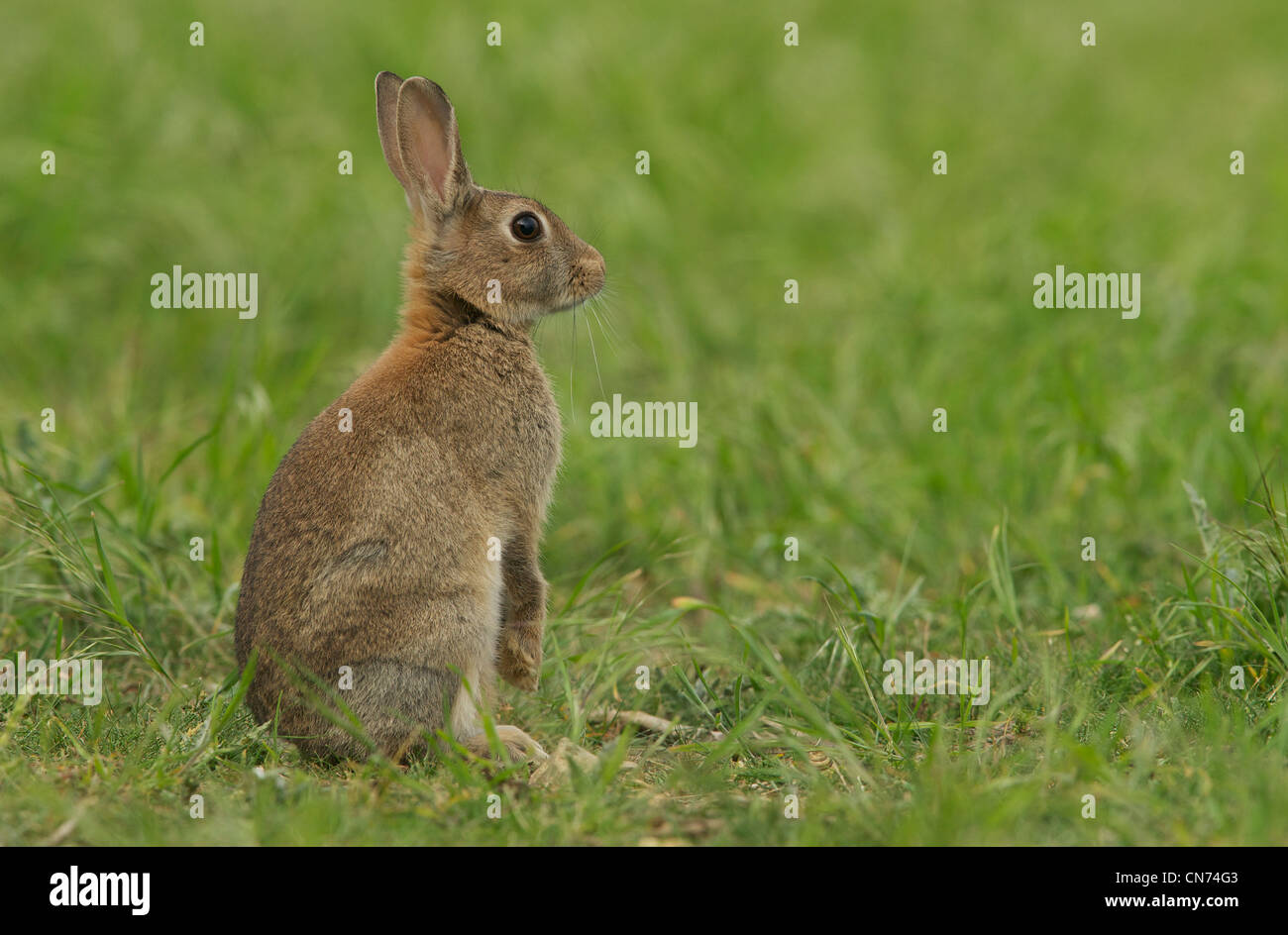 Rabbit hunting hi-res stock photography and images - Alamy