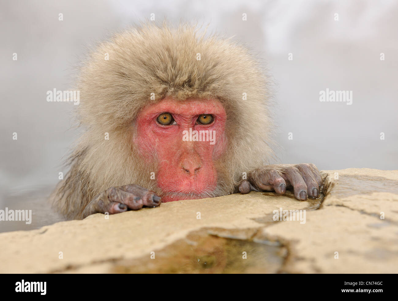 Japanese Macaque in hot spring Stock Photo - Alamy
