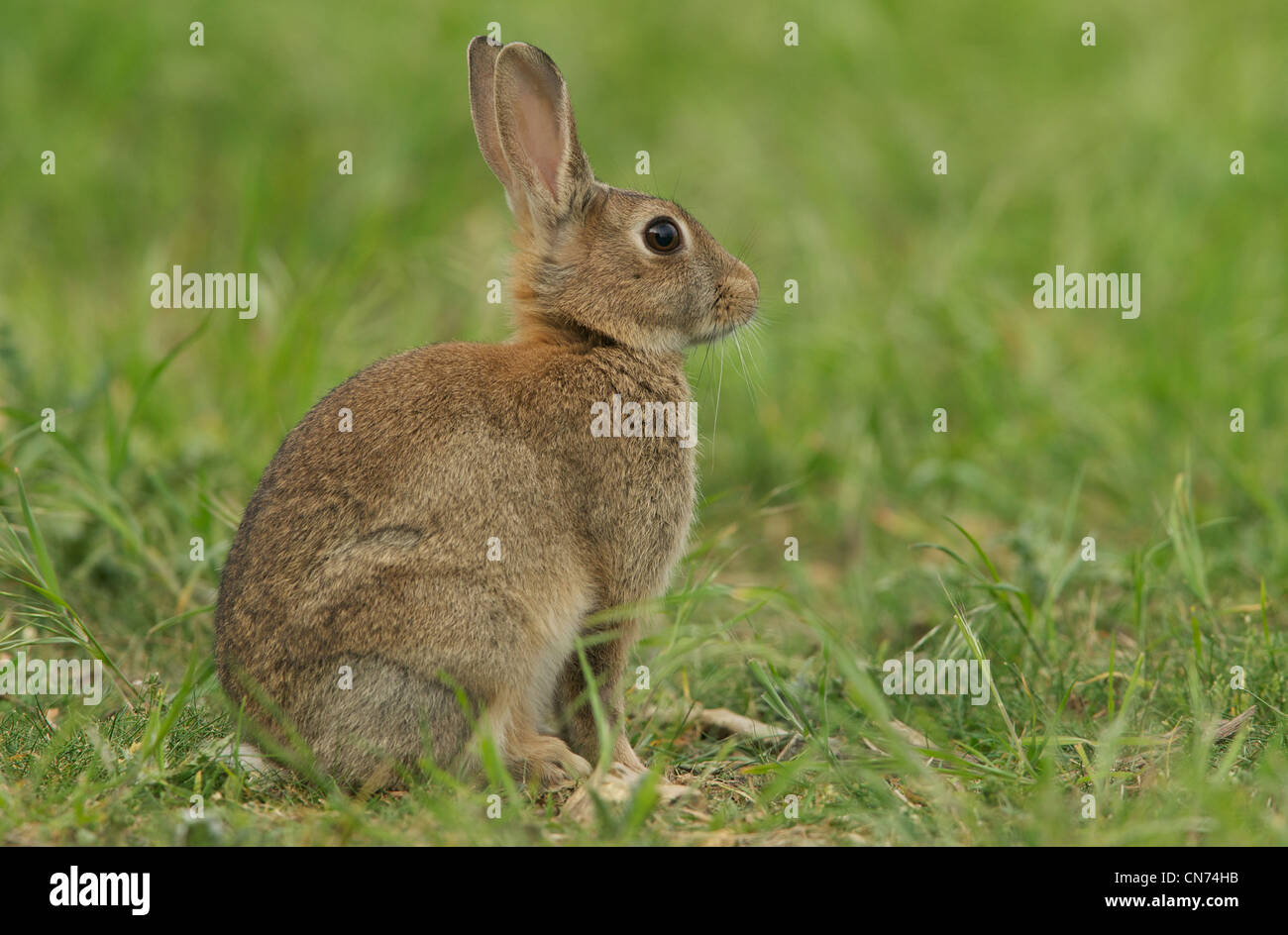 adult European rabbit Stock Photo - Alamy
