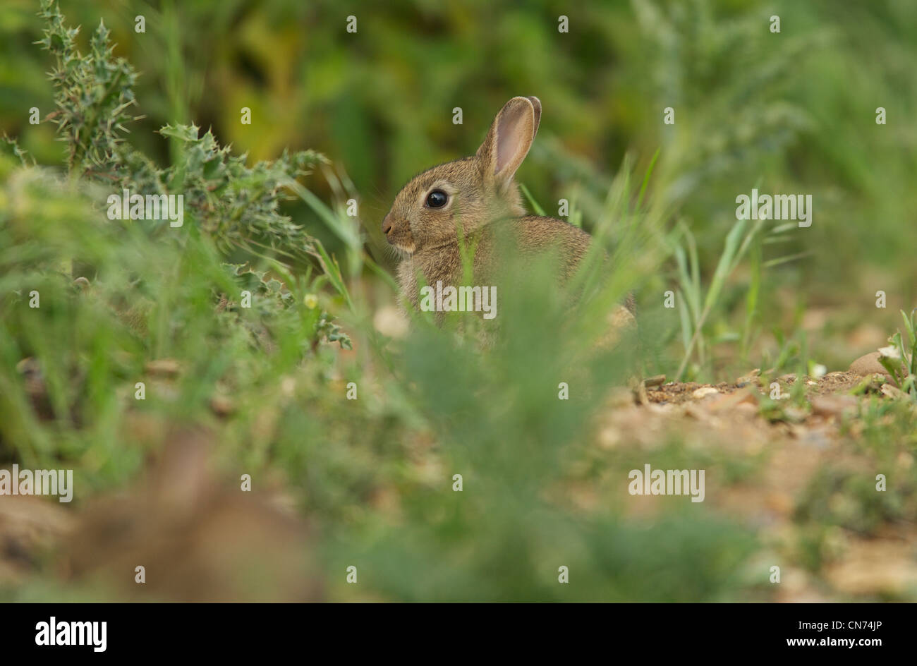 baby European rabbit Stock Photo - Alamy